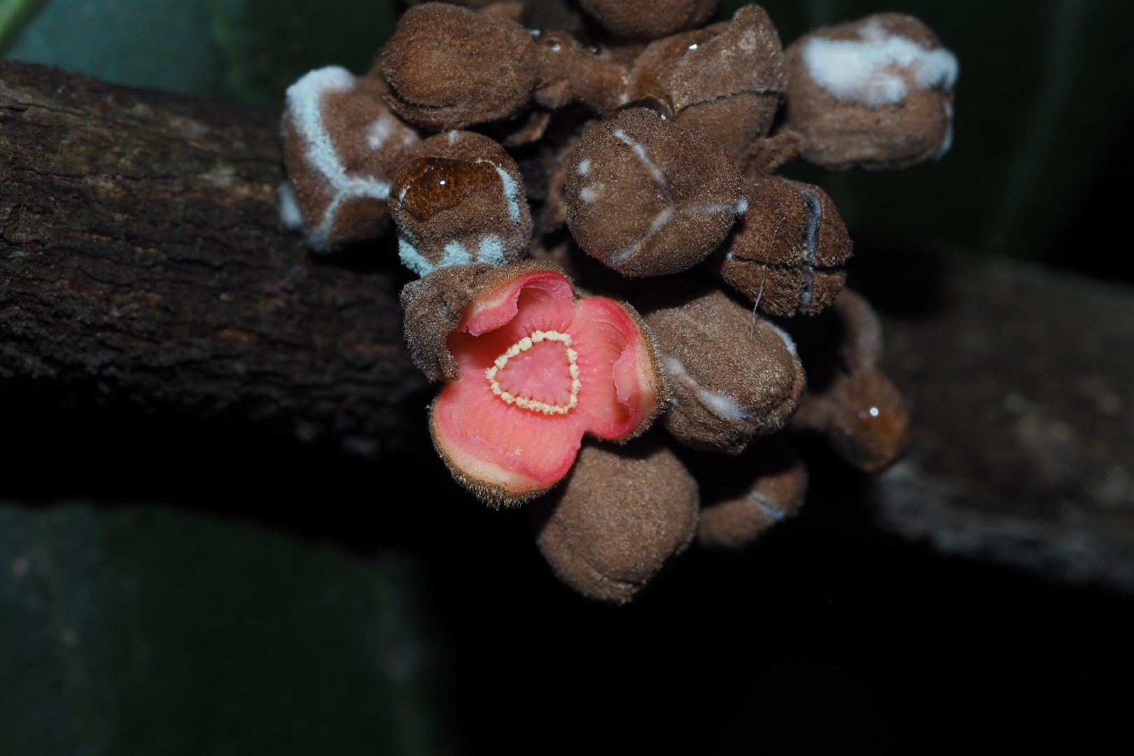 Knema tenuinervia - PictureThis