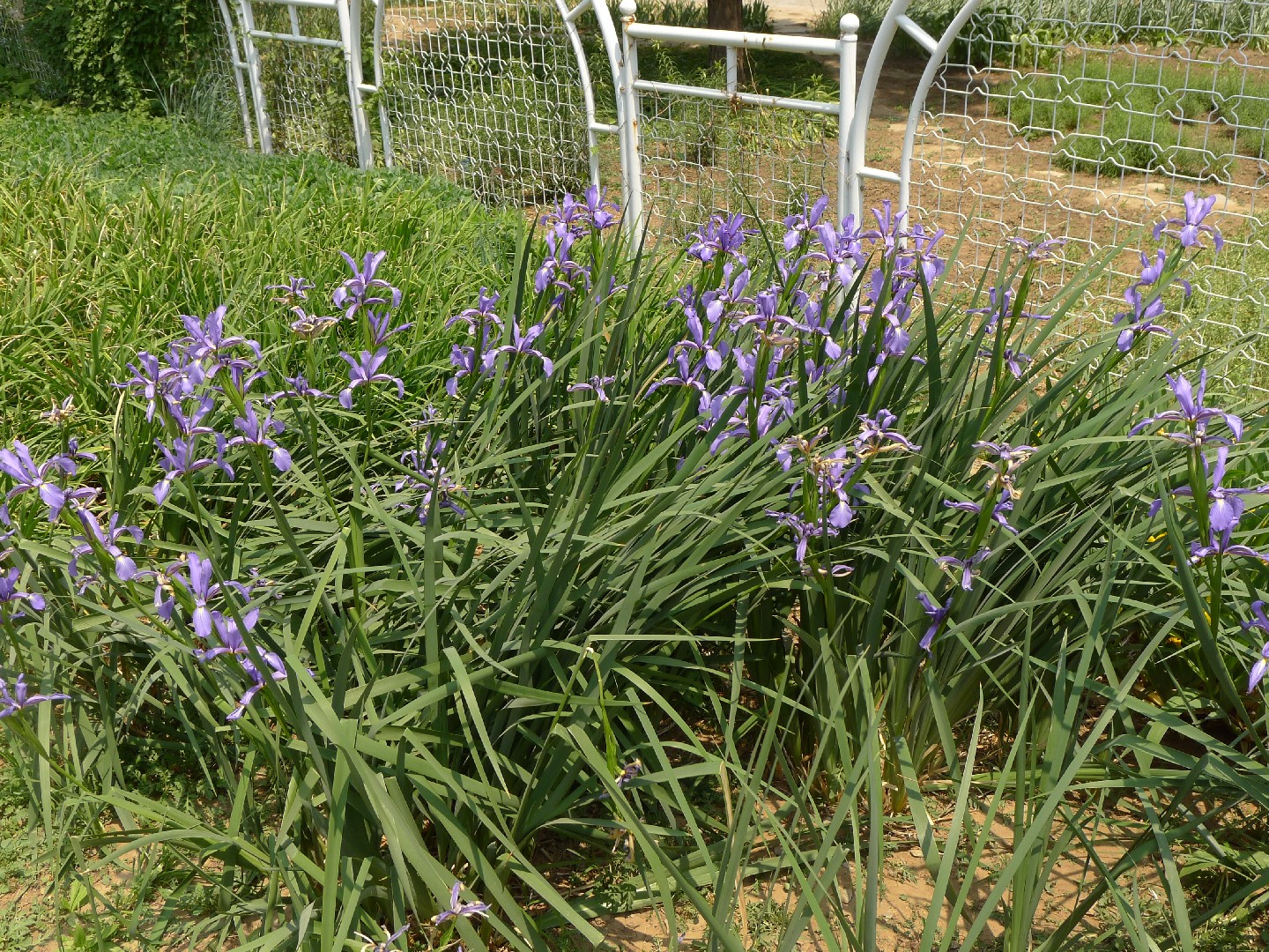 Salt-loving blue iris (Iris halophila) Flower, Leaf, Care, Uses ...