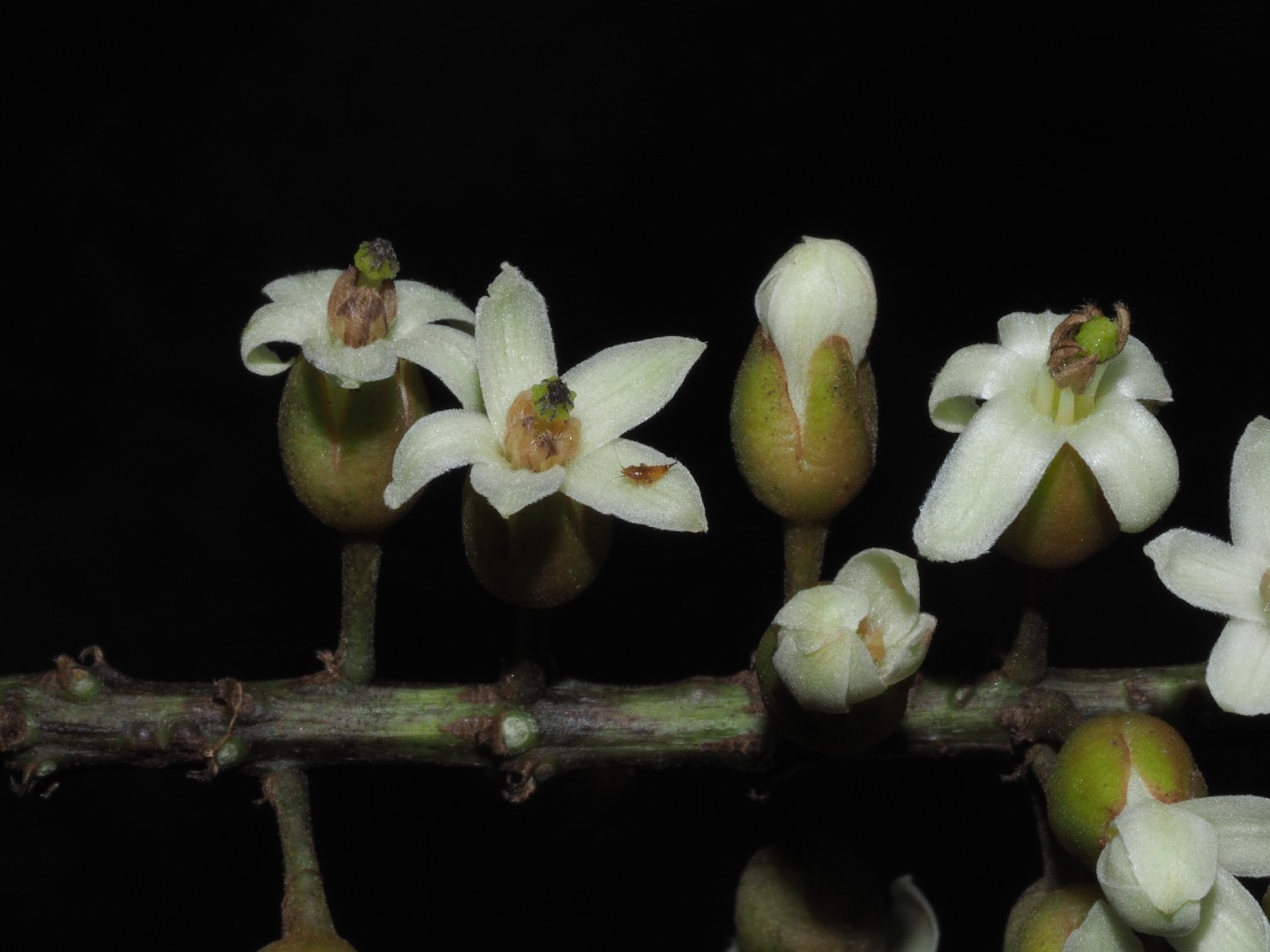 Bersama abyssinica - PictureThis