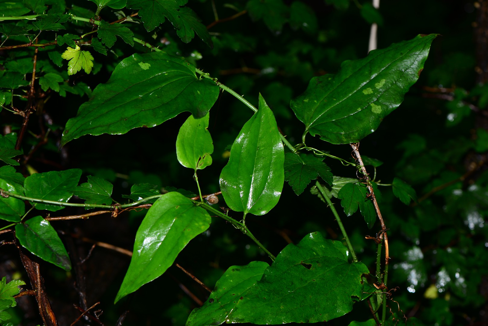 Smilax scobinicaulis - PictureThis
