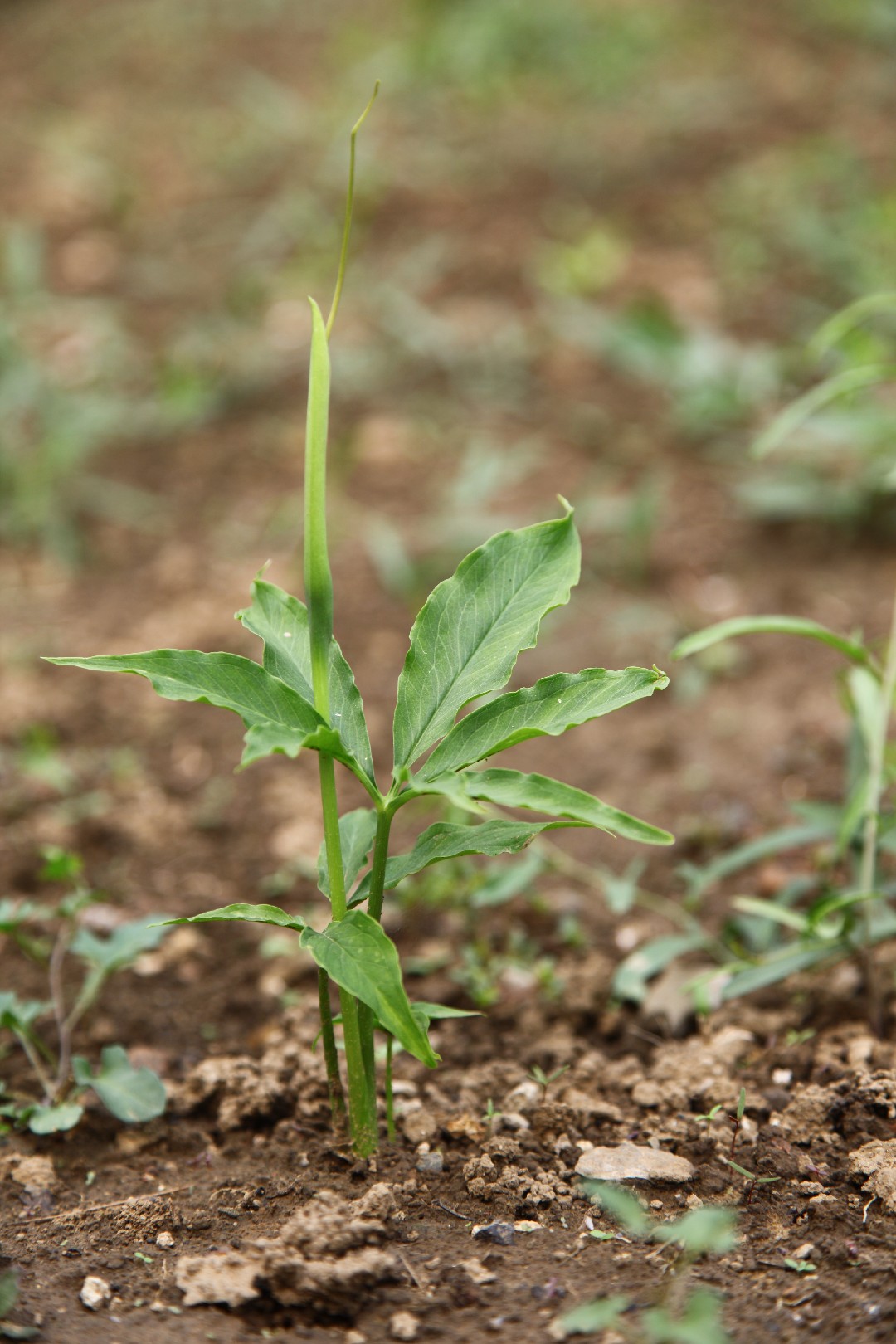 Pinellia pedatisecta - PictureThis