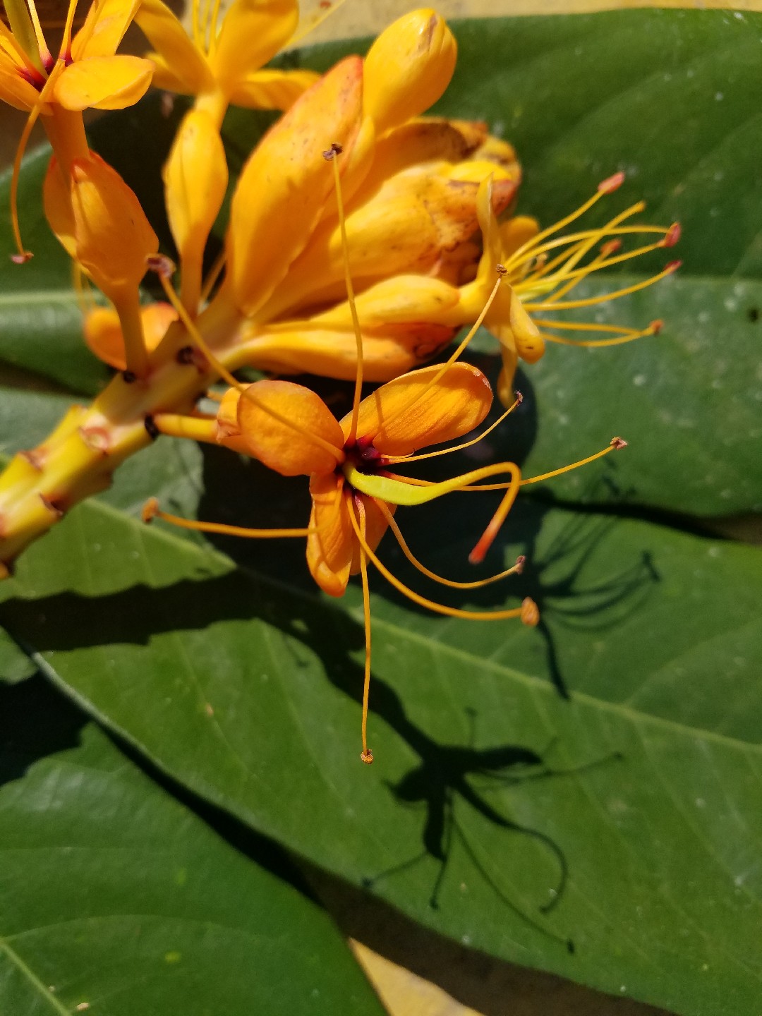 Saraca dives - PictureThis