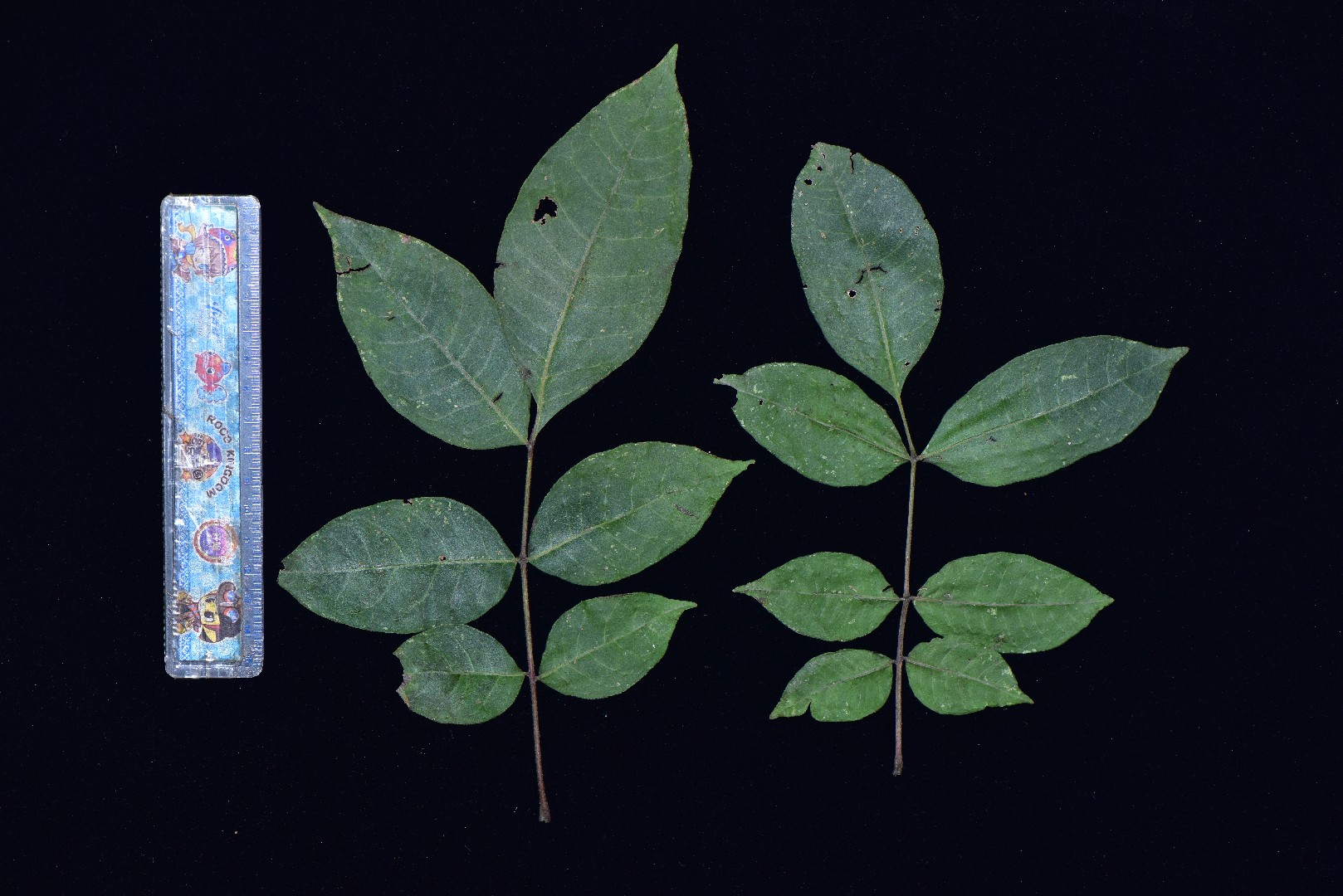 How to Plant and Grow Evodia(Tetradium ruticarpum)