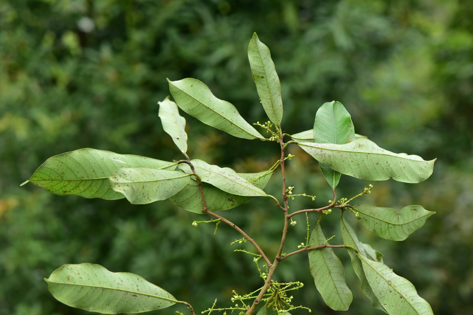 Drimycarpus racemosus - PictureThis