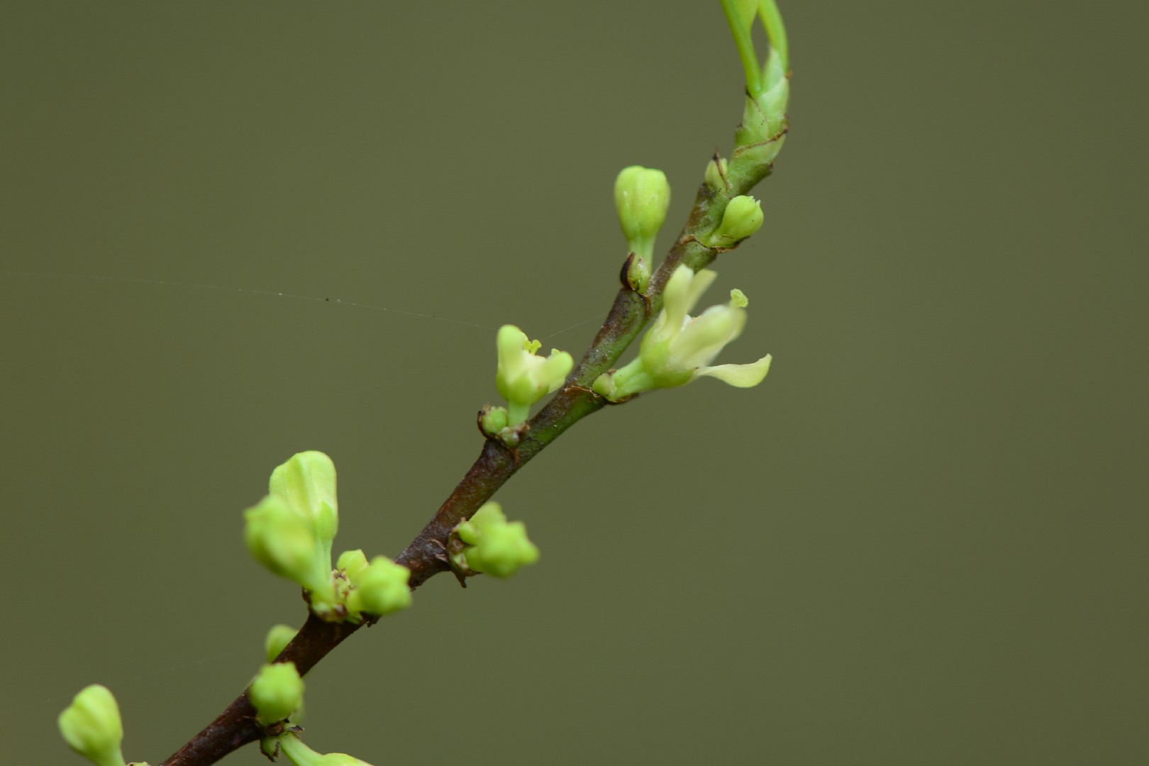 Coca (Erythroxylaceae) Flower, Leaf, Care, Uses - PictureThis