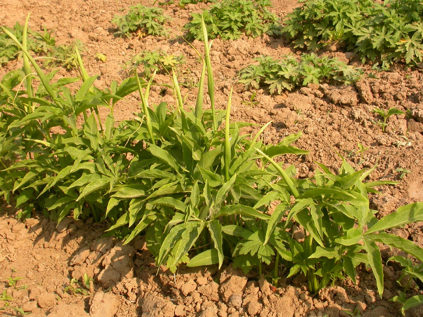 Pinellia pedatisecta - PictureThis