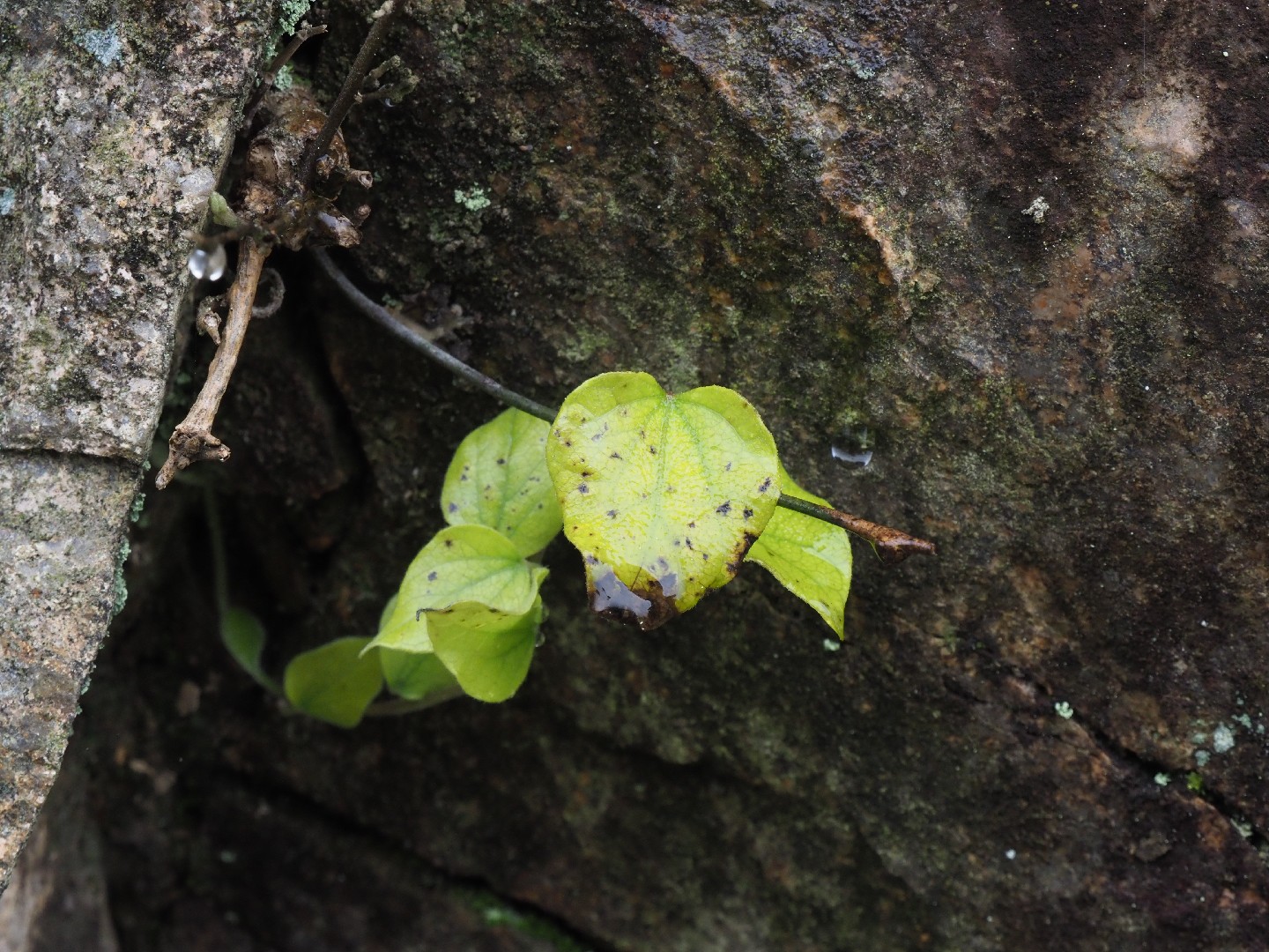 댕댕이덩굴 (Cocculus orbiculatus) - PictureThis