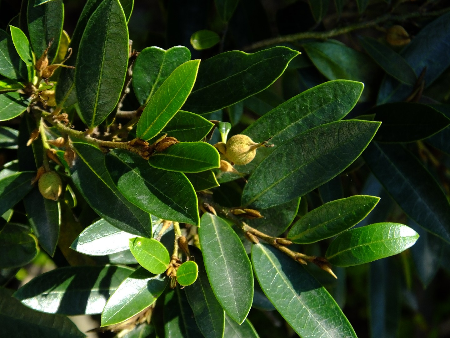 Winter-hazel Care (Watering, Fertilize, Pruning, Propagation) - PictureThis