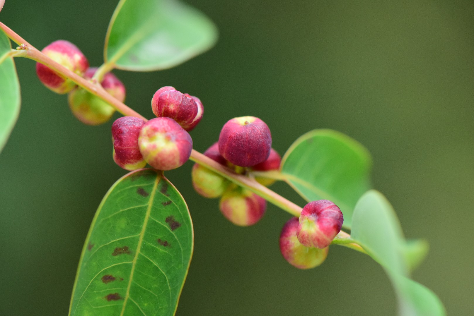 Leaf-flower (Phyllanthaceae) Flower, Leaf, Care, Uses - PictureThis