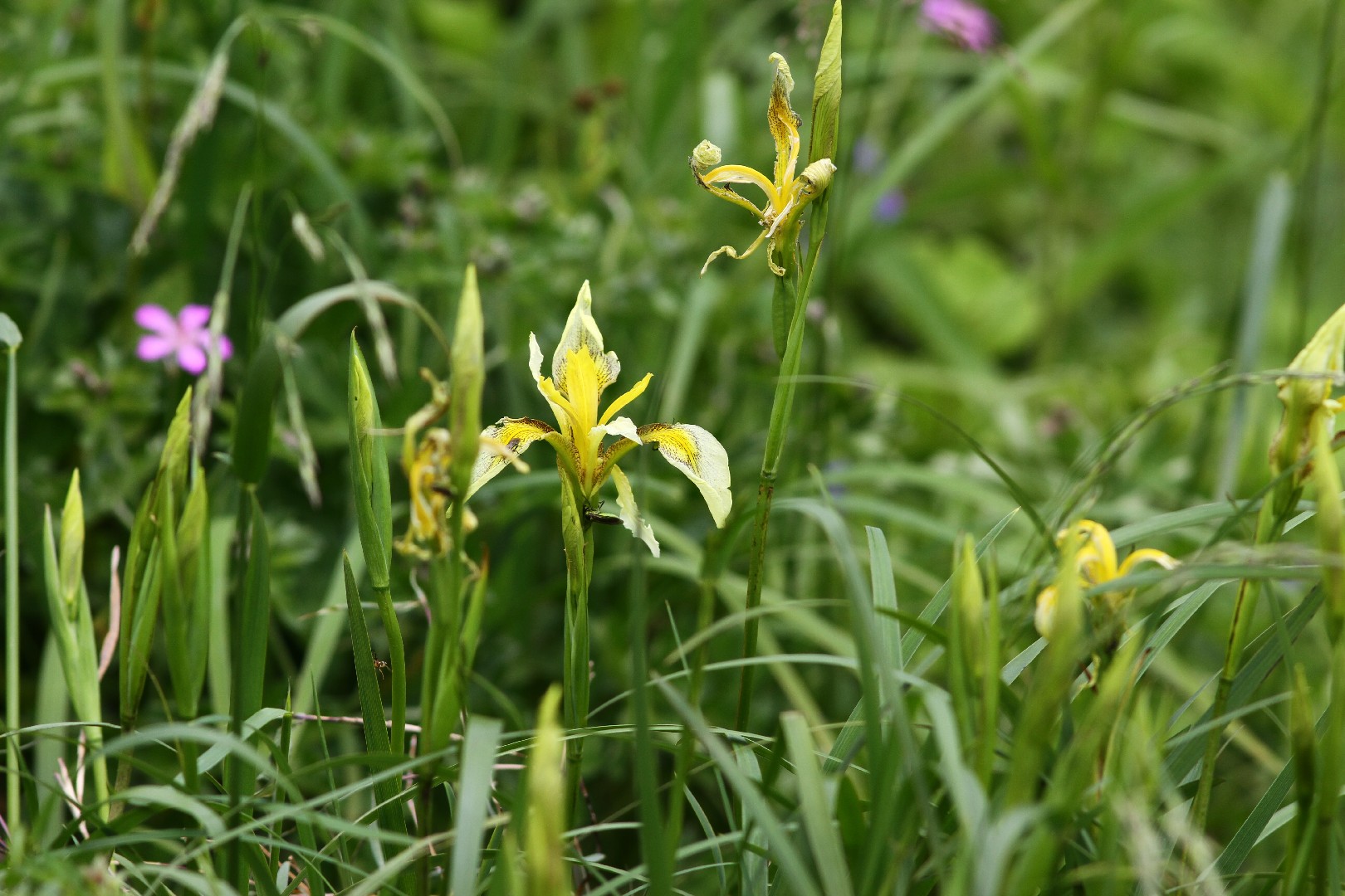 Iris wilsonii - PictureThis