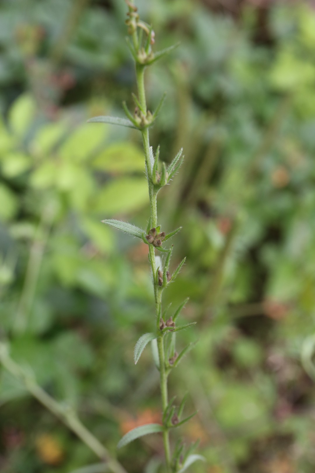 Buglossoides incrassata subsp. incrassata - PictureThis