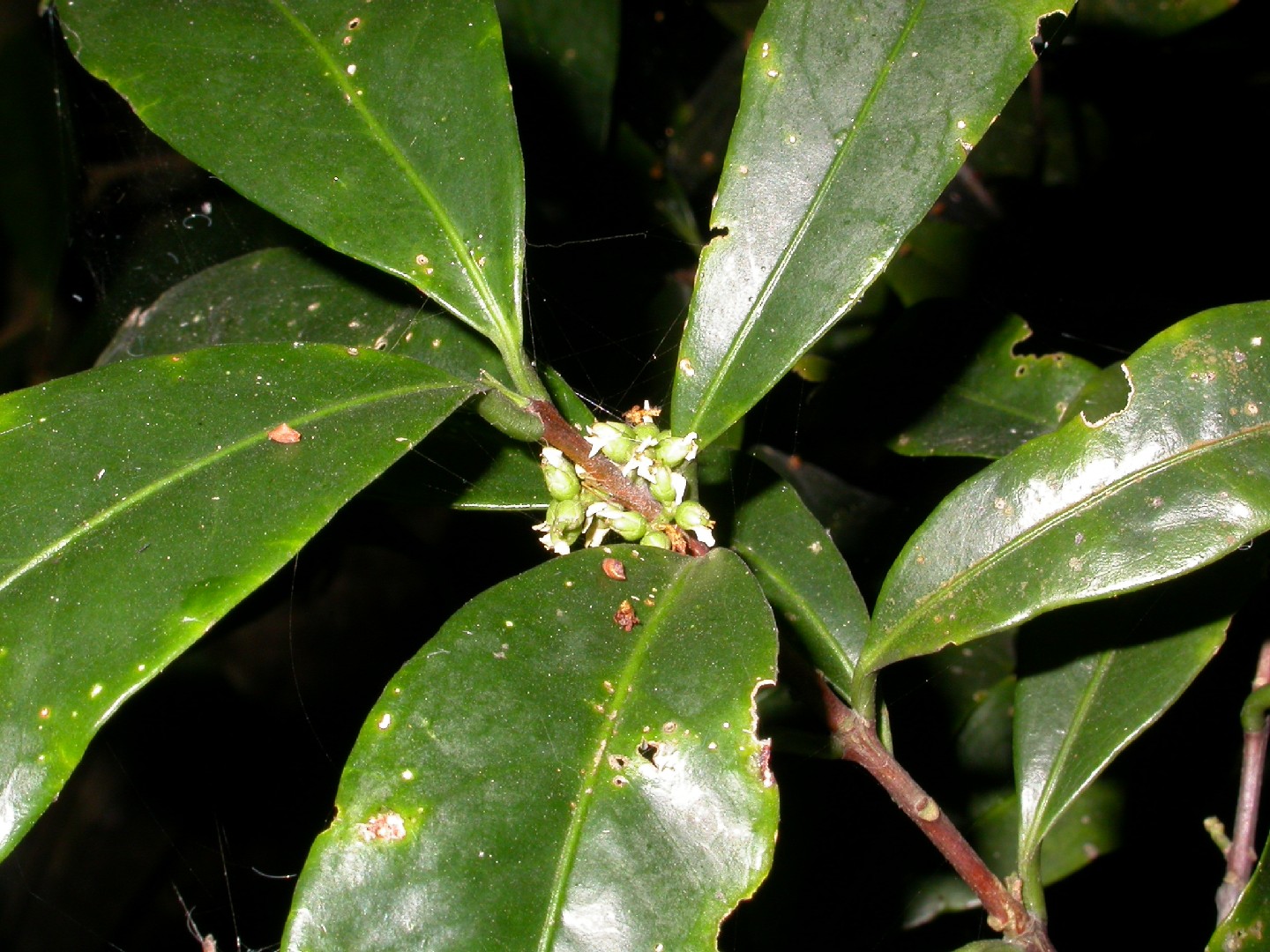 Microtropis obliquinervia - PictureThis