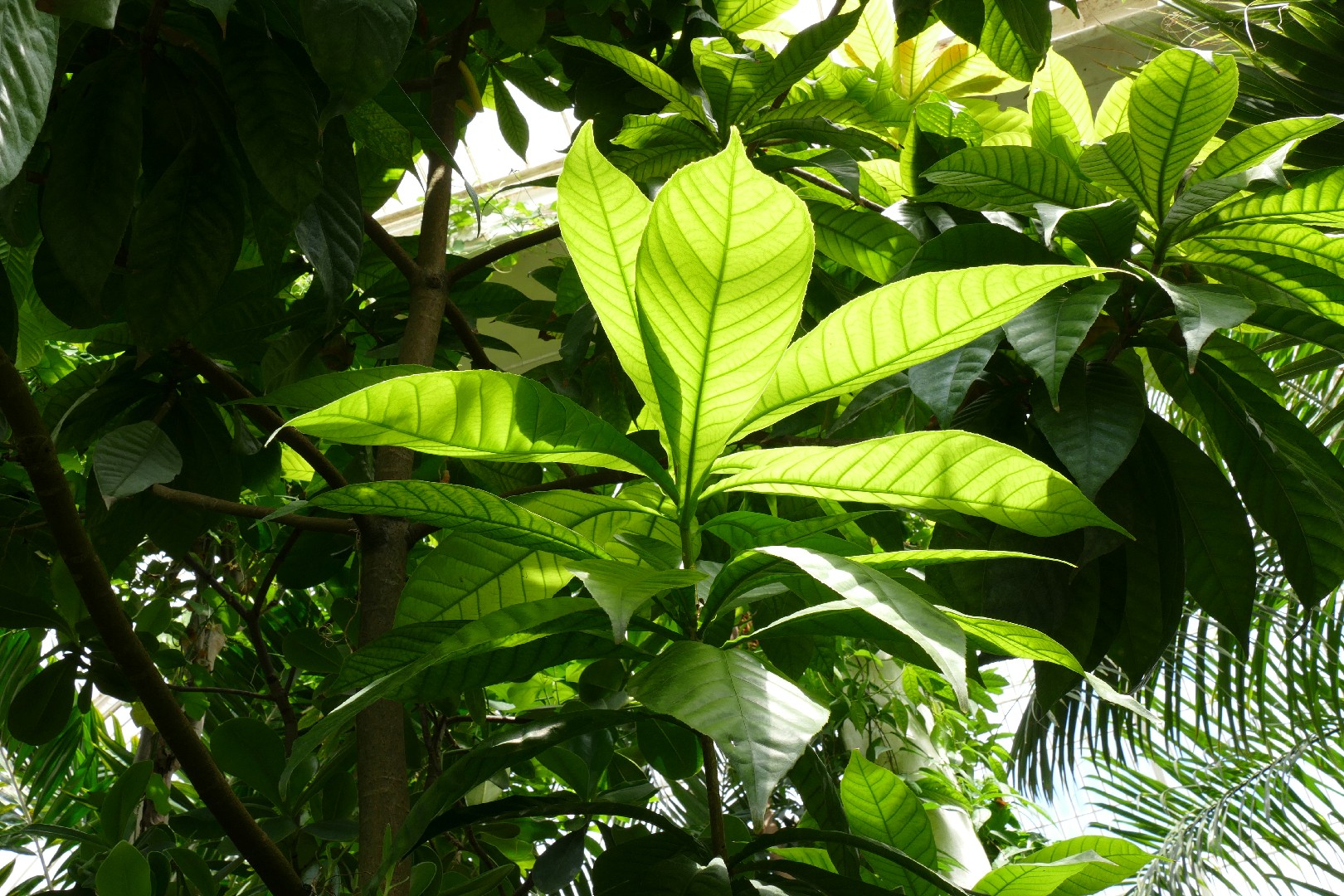 Gustavia superba - PictureThis