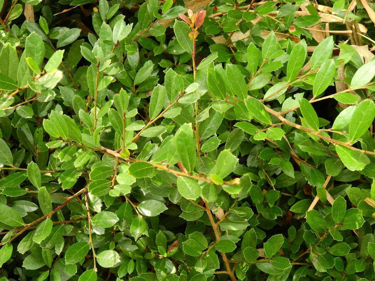 Winter-hazel Care (Watering, Fertilize, Pruning, Propagation) - PictureThis