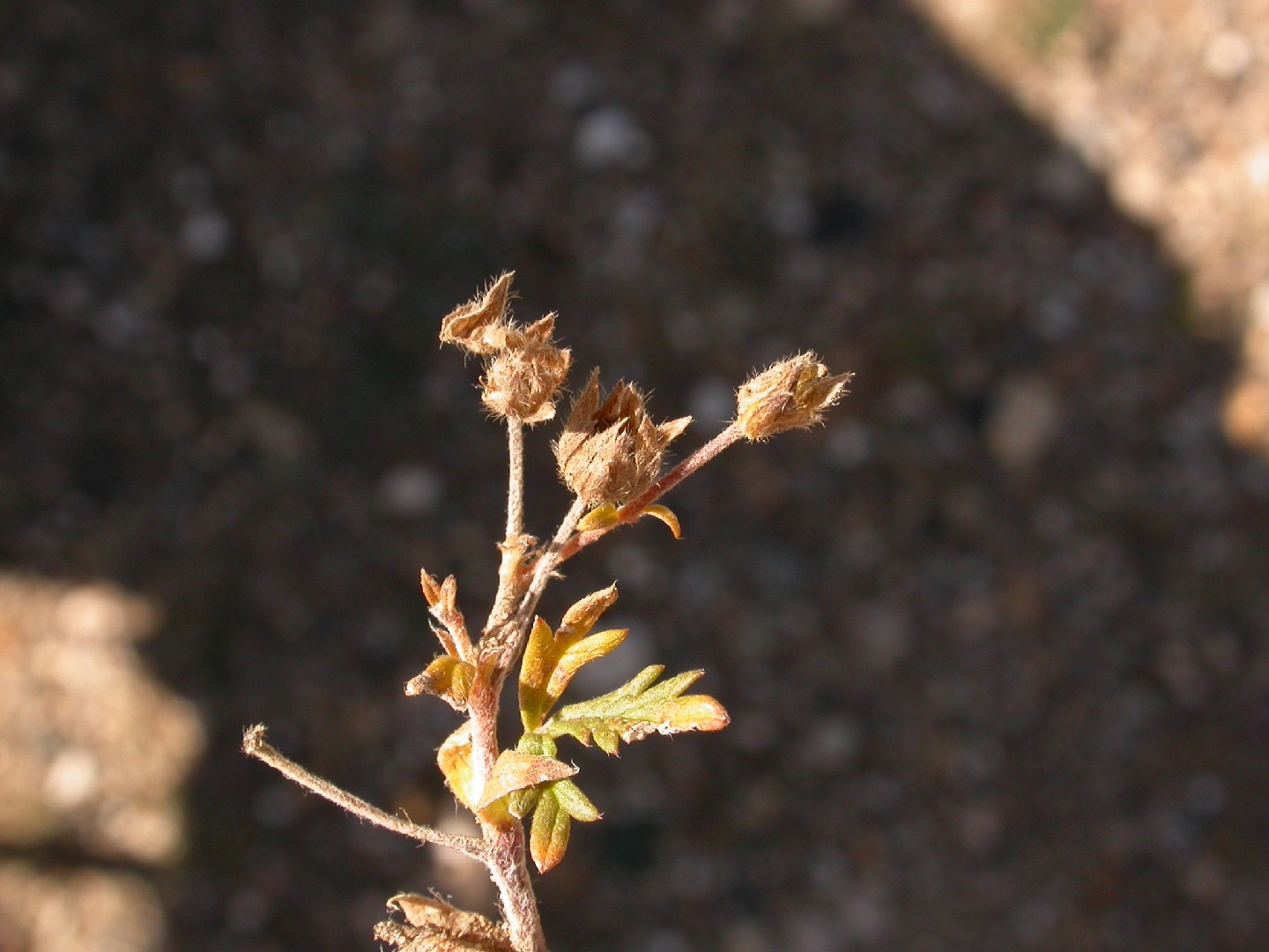 Potentilla multifida - PictureThis