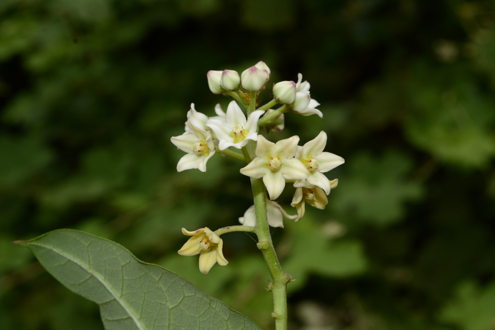 Cynanchum hemsleyanum - PictureThis