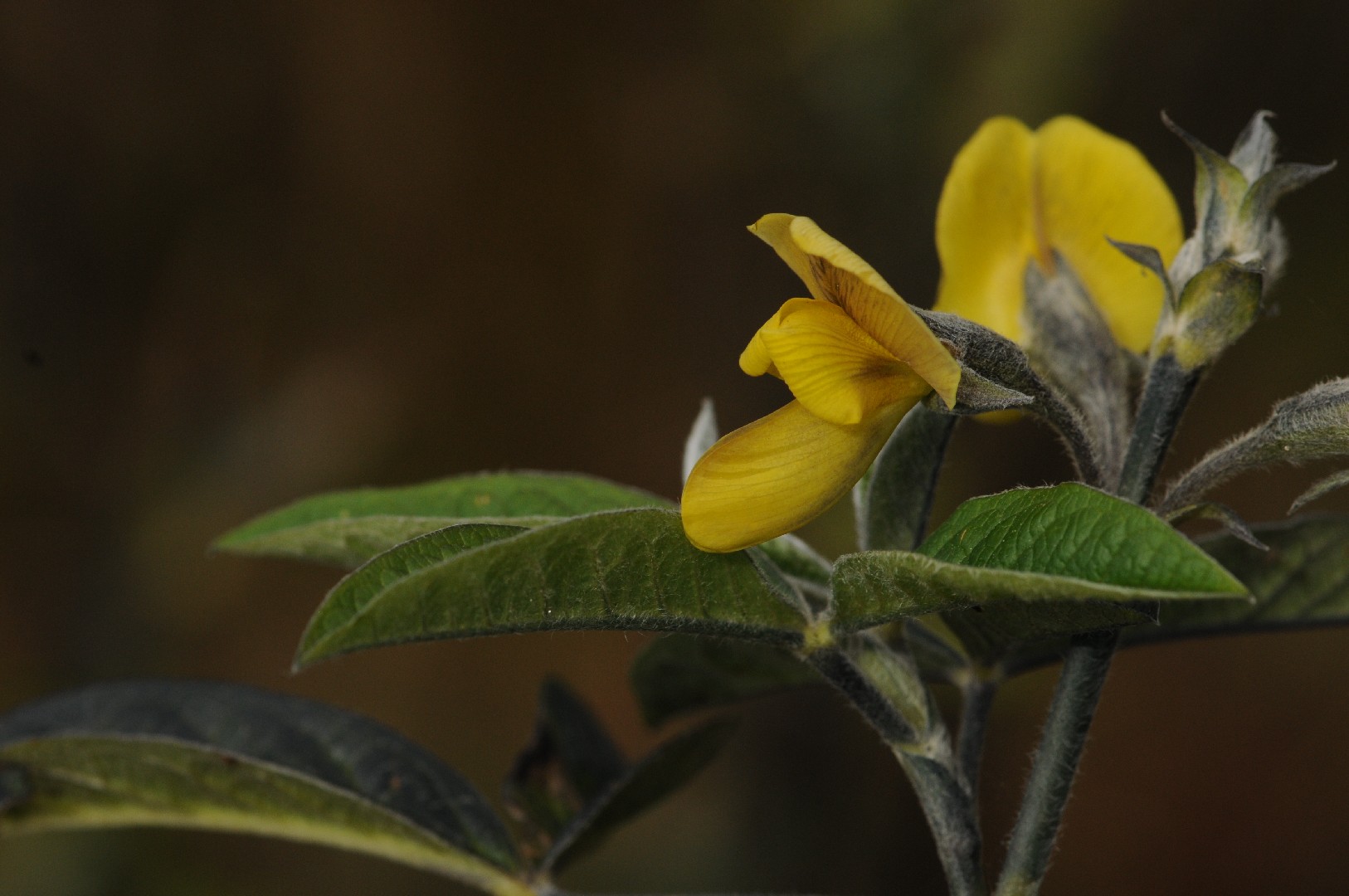 Piptanthus concolor - PictureThis