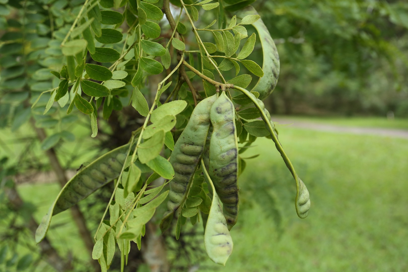 Févier de chine (Gleditsia sinensis) - PictureThis