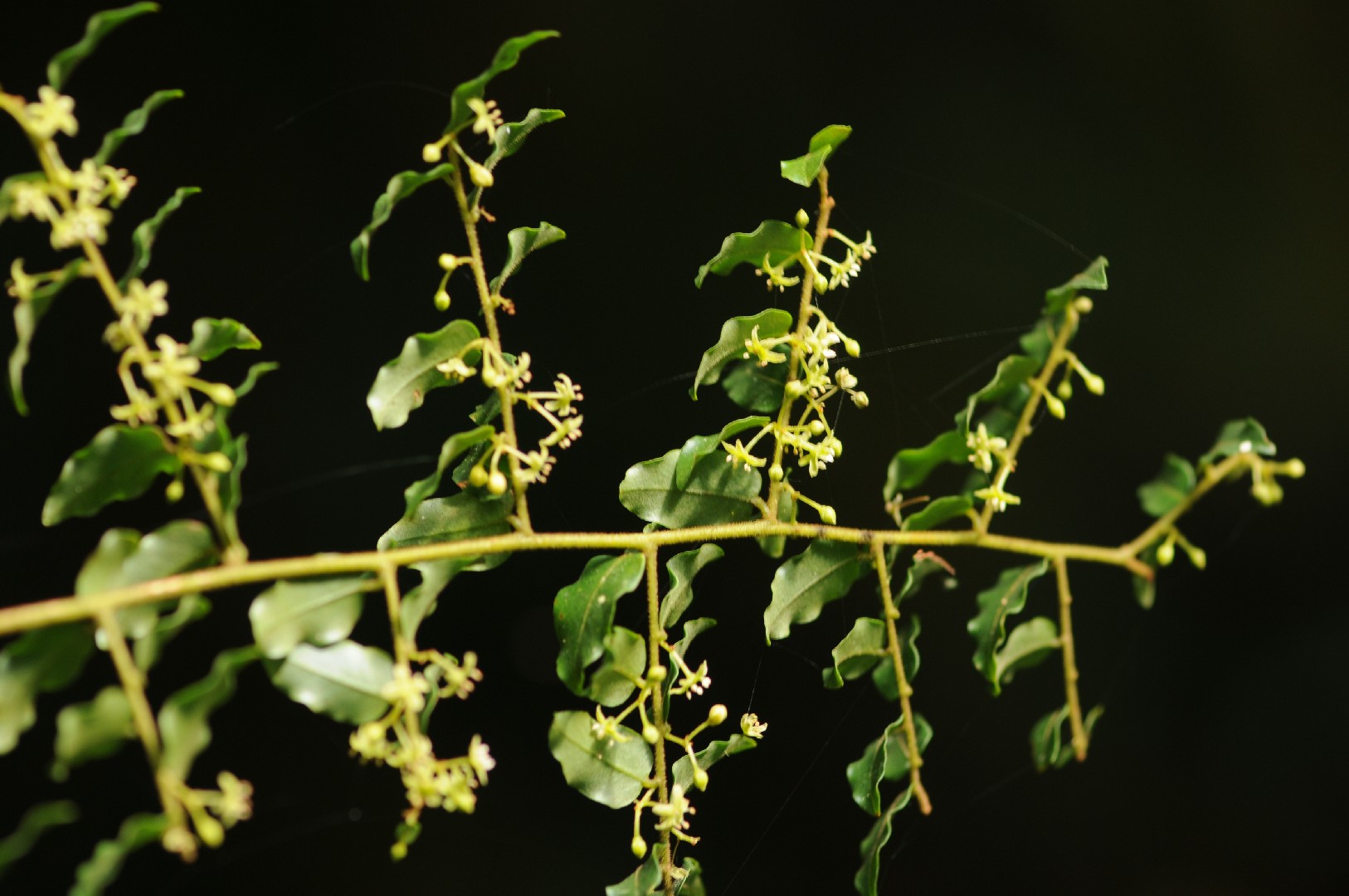 Embelia (Embelia) Flower, Leaf, Care, Uses - PictureThis