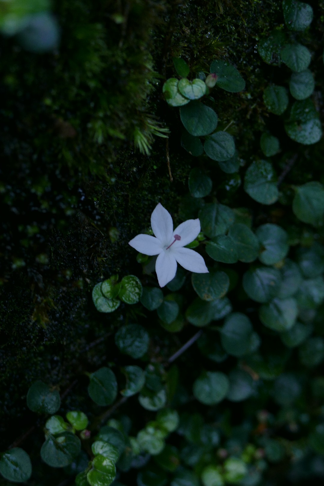 Geophila repens - PictureThis