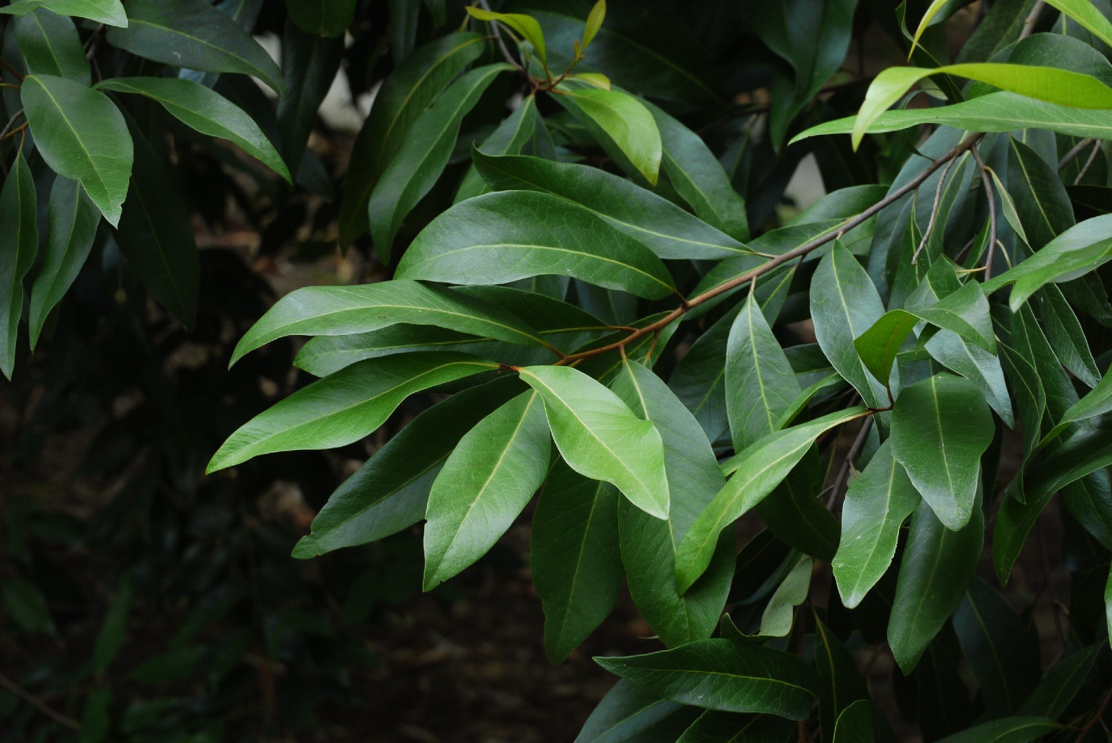 How to Plant and Grow Ivory curl tree(Buckinghamia celsissima)