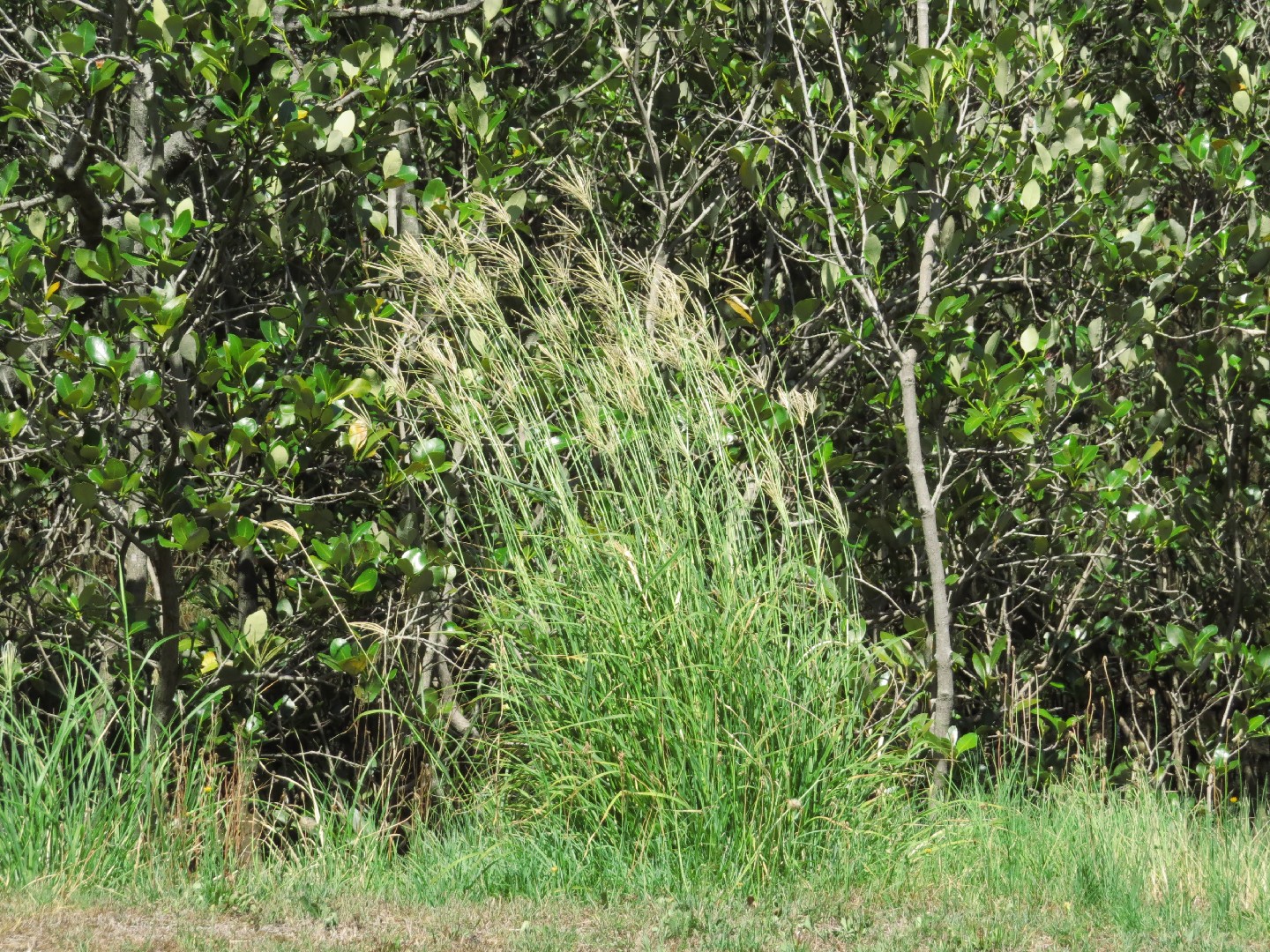 Swollen fingergrass (Chloris barbata) Flower, Leaf, Care, Uses ...