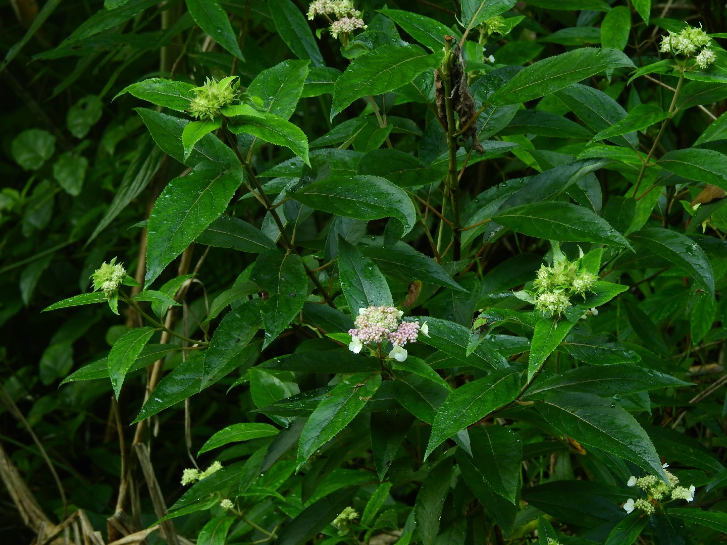 Hydrangea strigosa - PictureThis