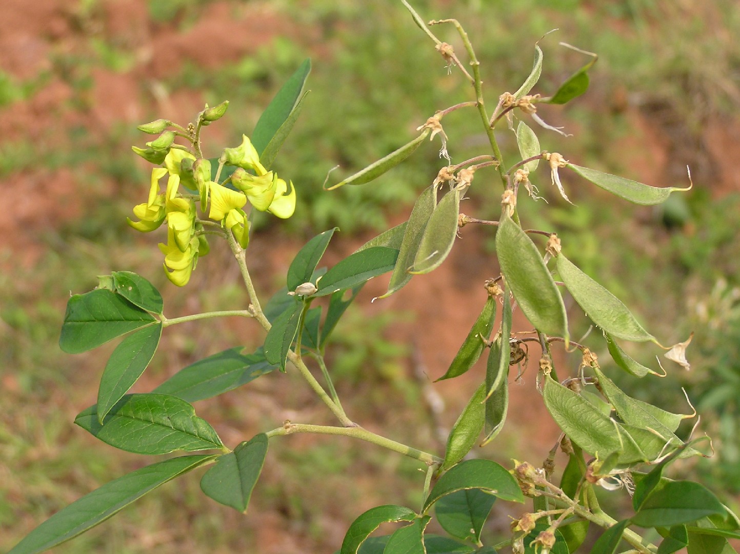 Piptanthus concolor - PictureThis
