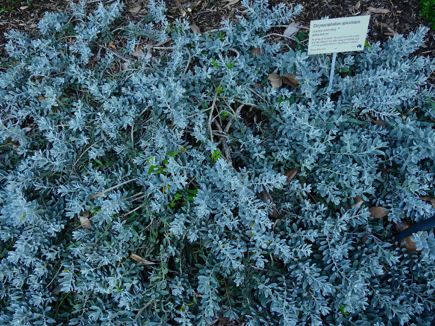 How to Plant and Grow Yellow buttons(Chrysocephalum apiculatum)