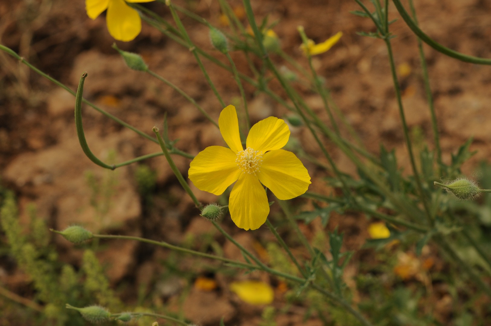How to Plant and Grow Yellow poppy(Dicranostigma leptopodum)