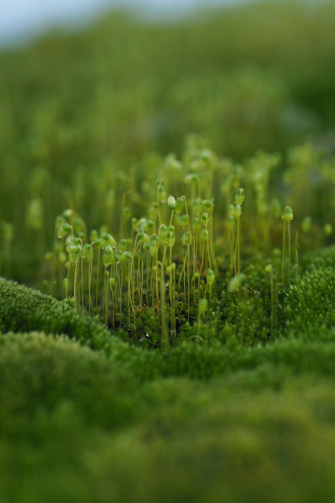 Bryum coronatum - PictureThis