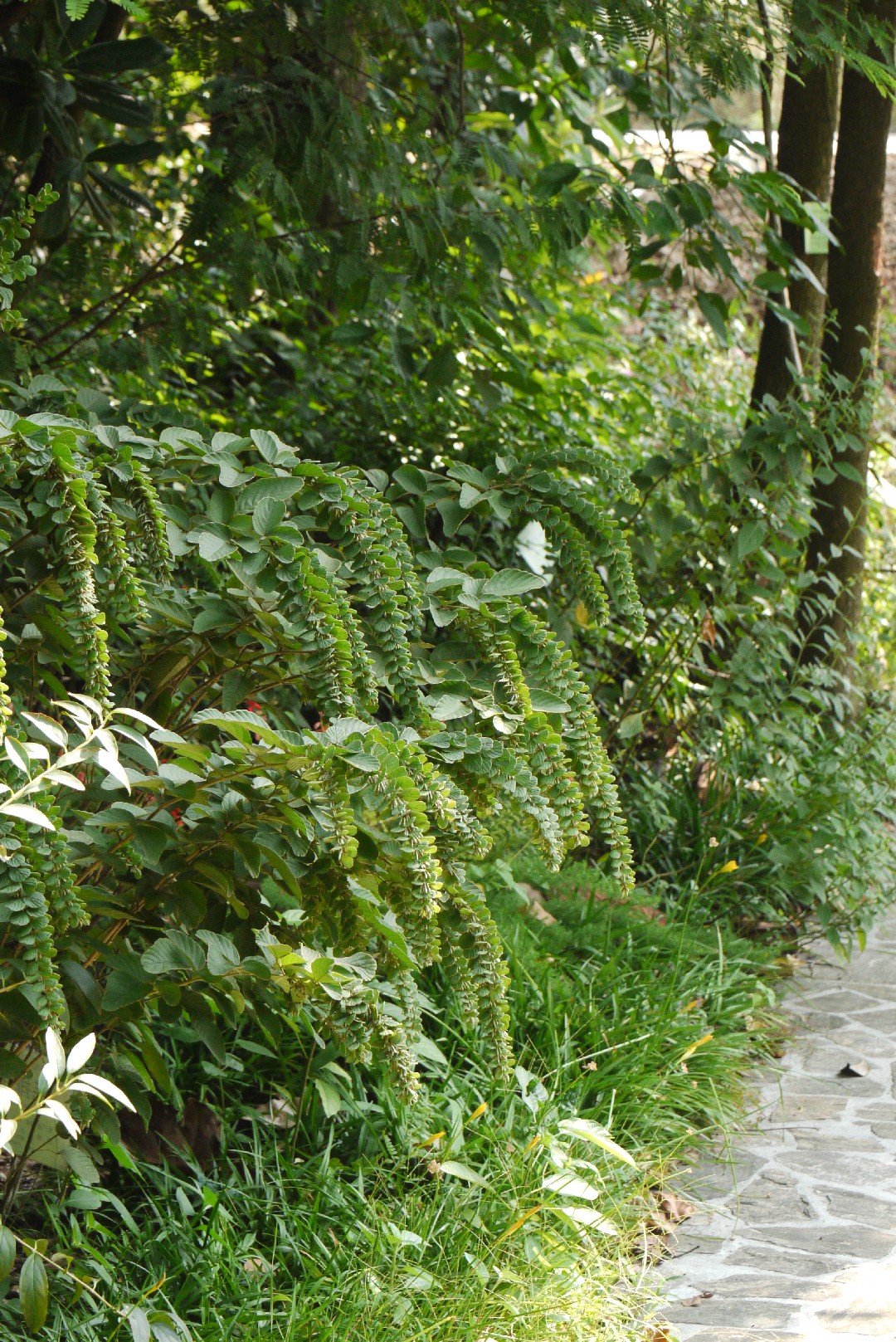 Phyllodium Elegans PictureThis Phyllodium Elegans PictureThis