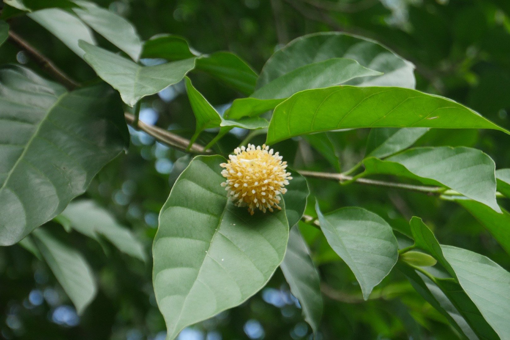 Nauclea officinalis Flower, Leaf, Care, Uses - PictureThis