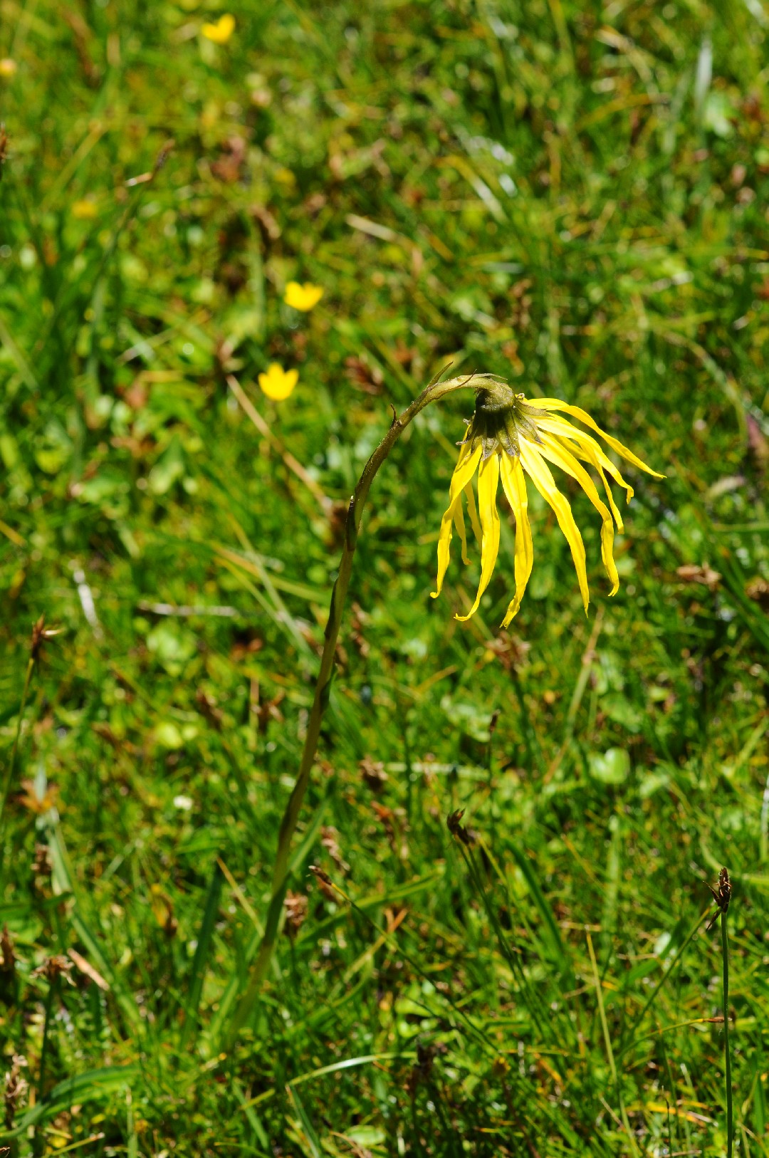 Cremanthodium lineare - PictureThis