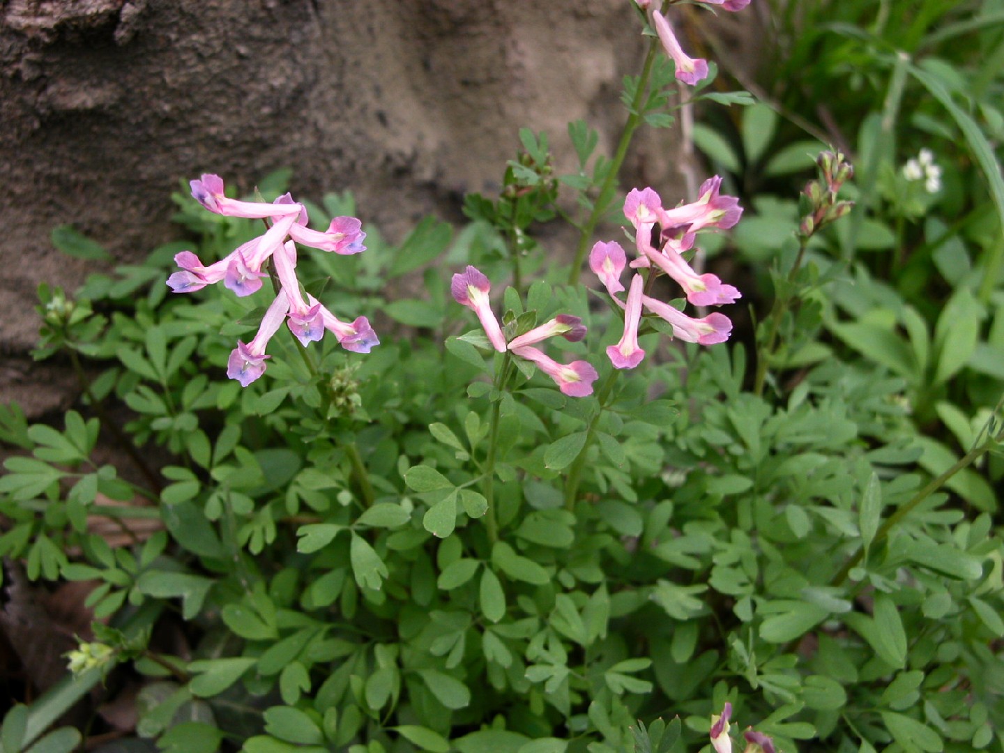 Fumeworts (Corydalis) Flower, Leaf, Care, Uses - PictureThis