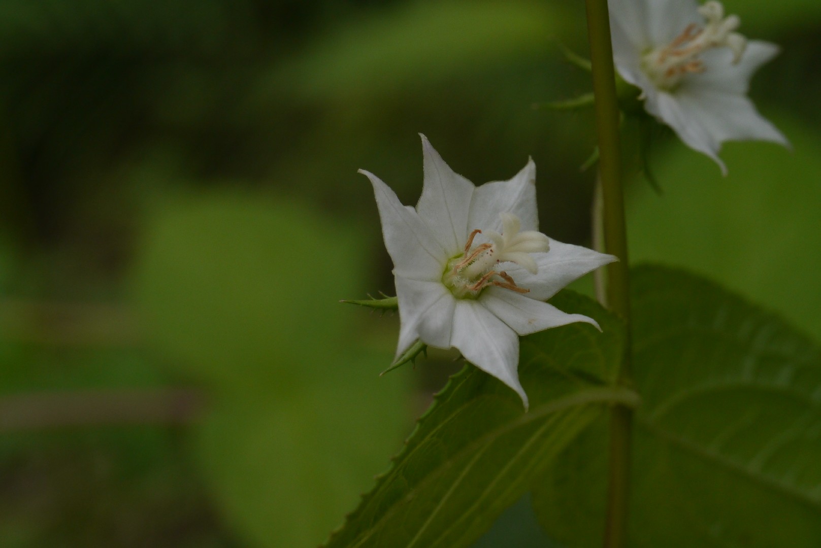 Longleaf campanumoea (Cyclocodon lancifolius) Flower, Leaf, Care, Uses ...
