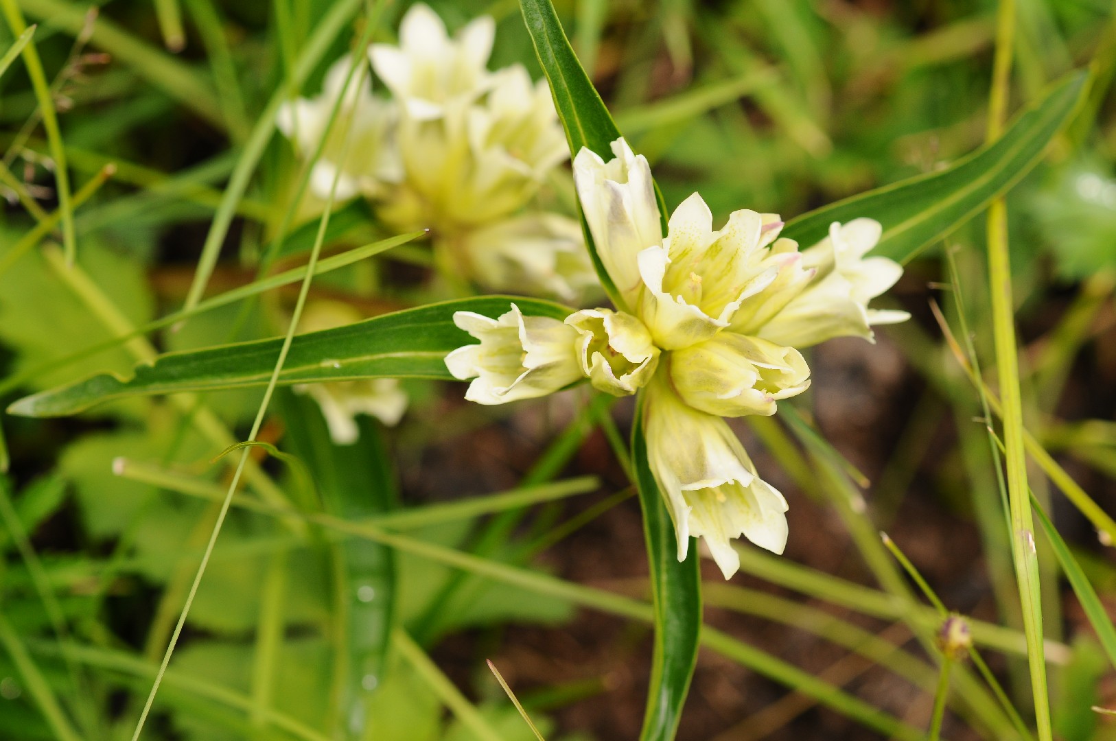 Gentiana straminea - PictureThis