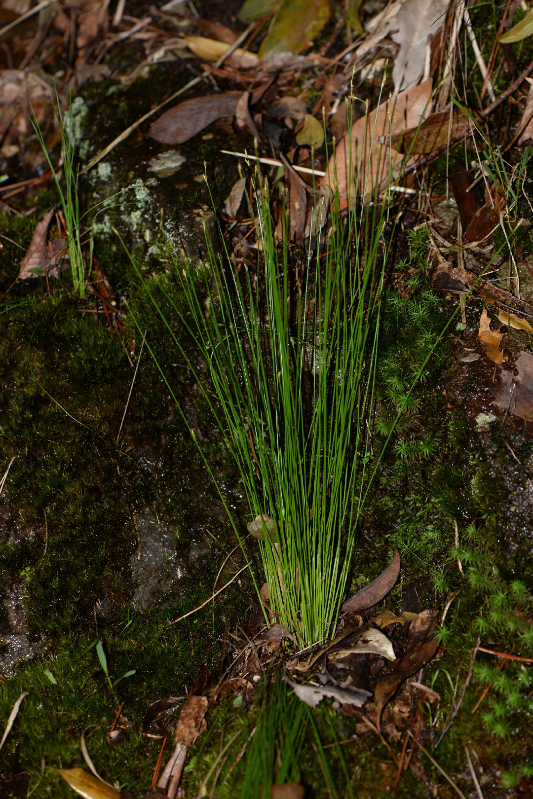 Trichophorum subcapitatum - PictureThis