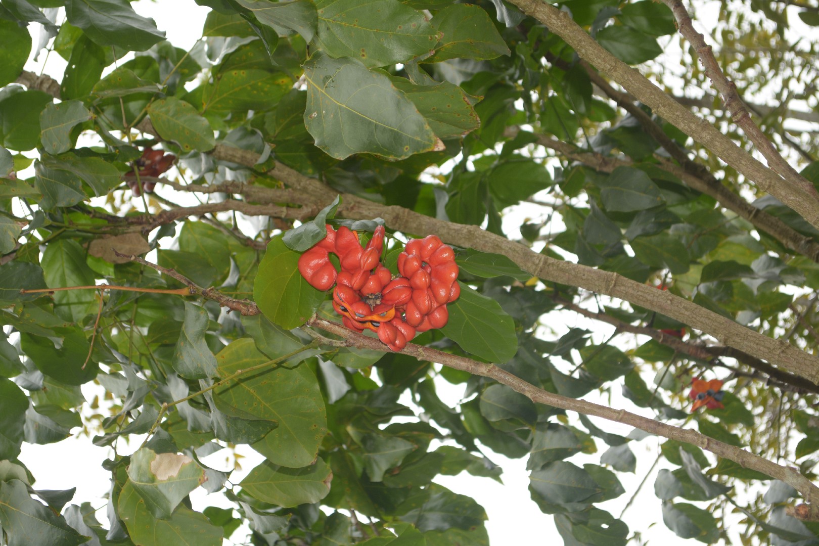 Archidendron lucidum - PictureThis