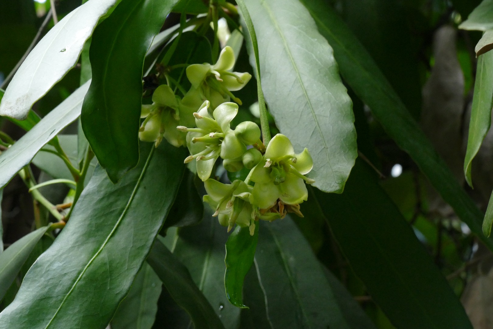 Brexia madagascariensis - PictureThis