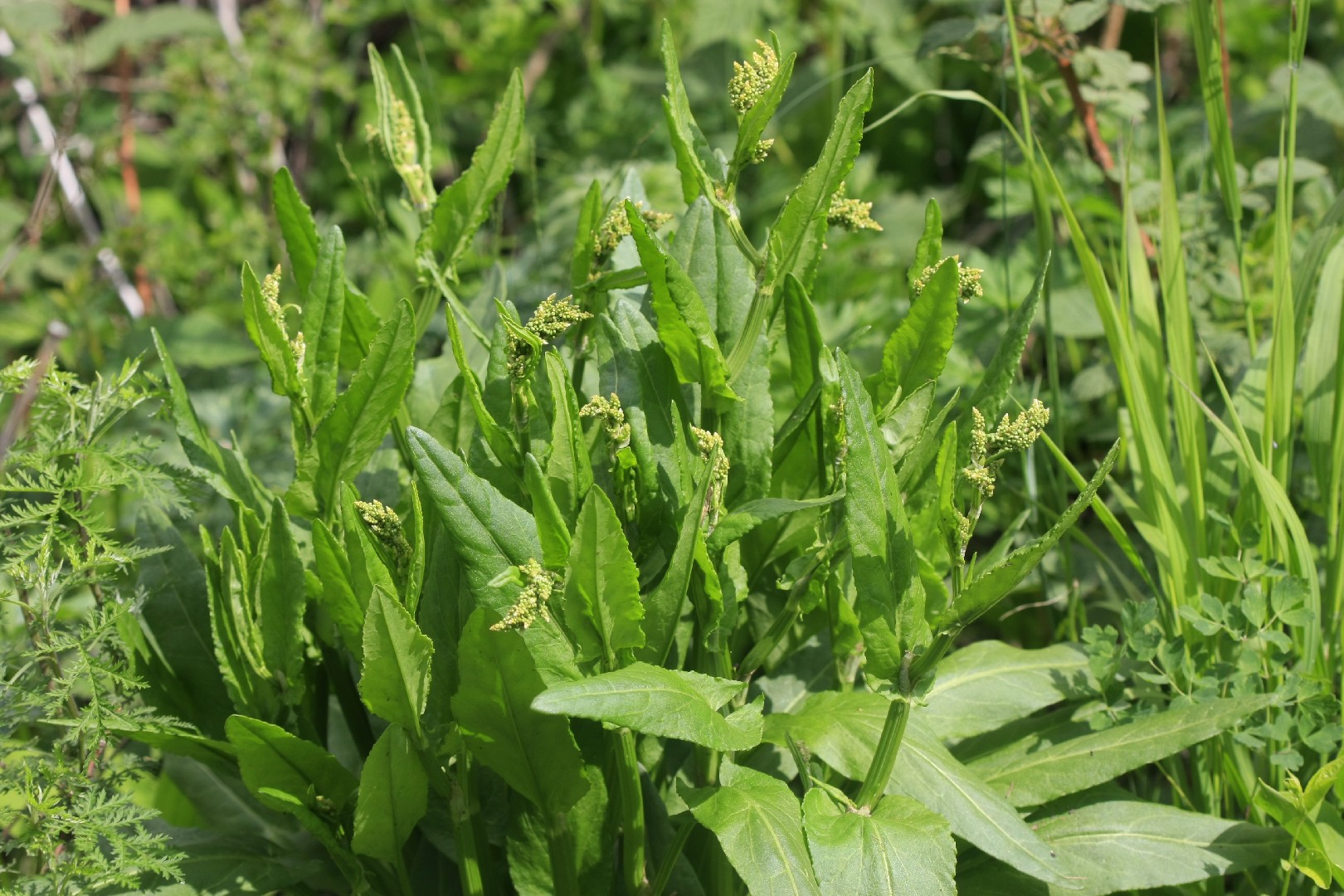 Koenigia divaricata Flower, Leaf, Care, Uses - PictureThis