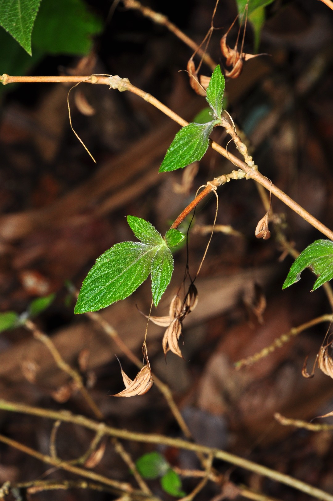 Leptoboea - PictureThis