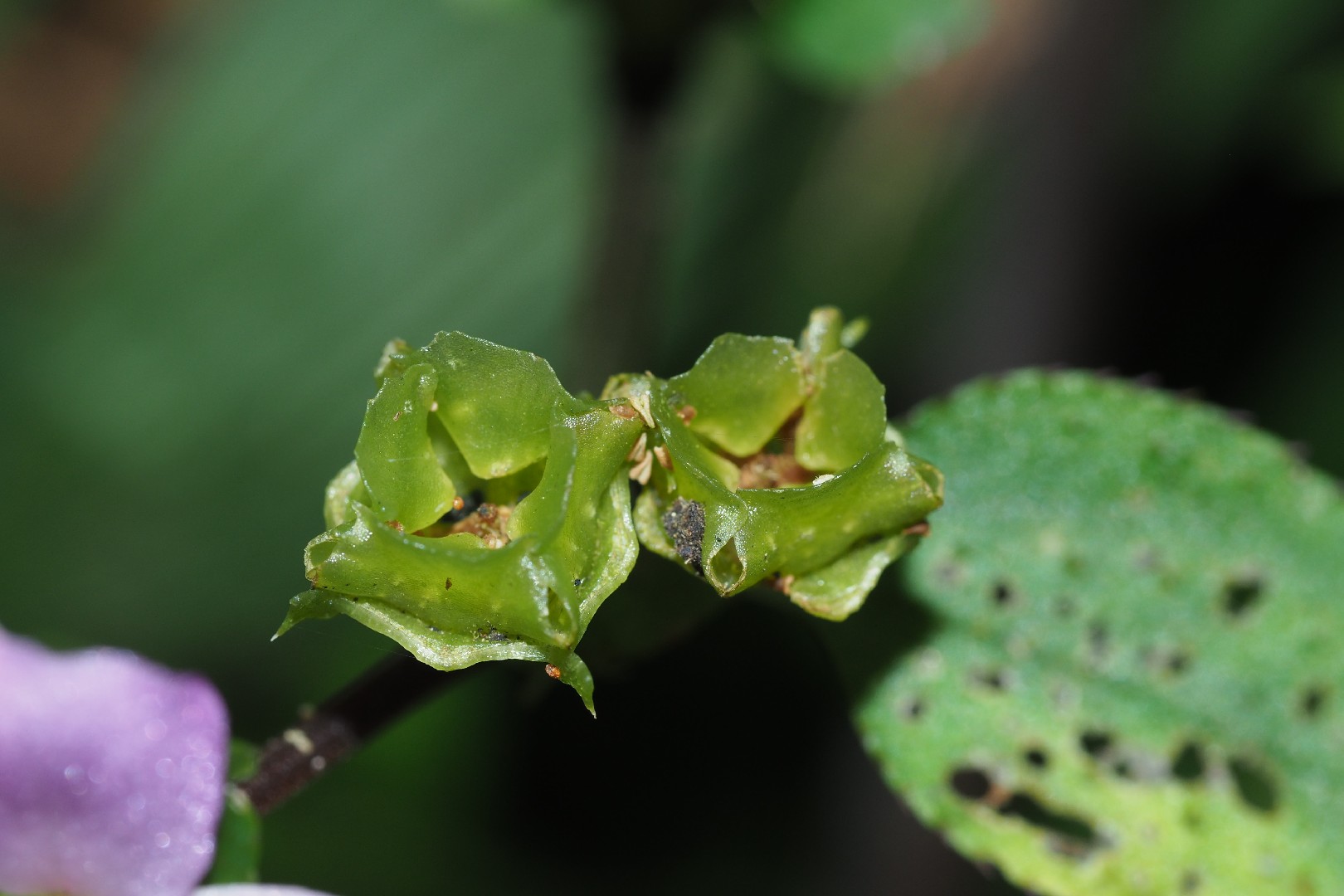 Sarcopyramis napalensis Flower, Leaf, Care, Uses - PictureThis