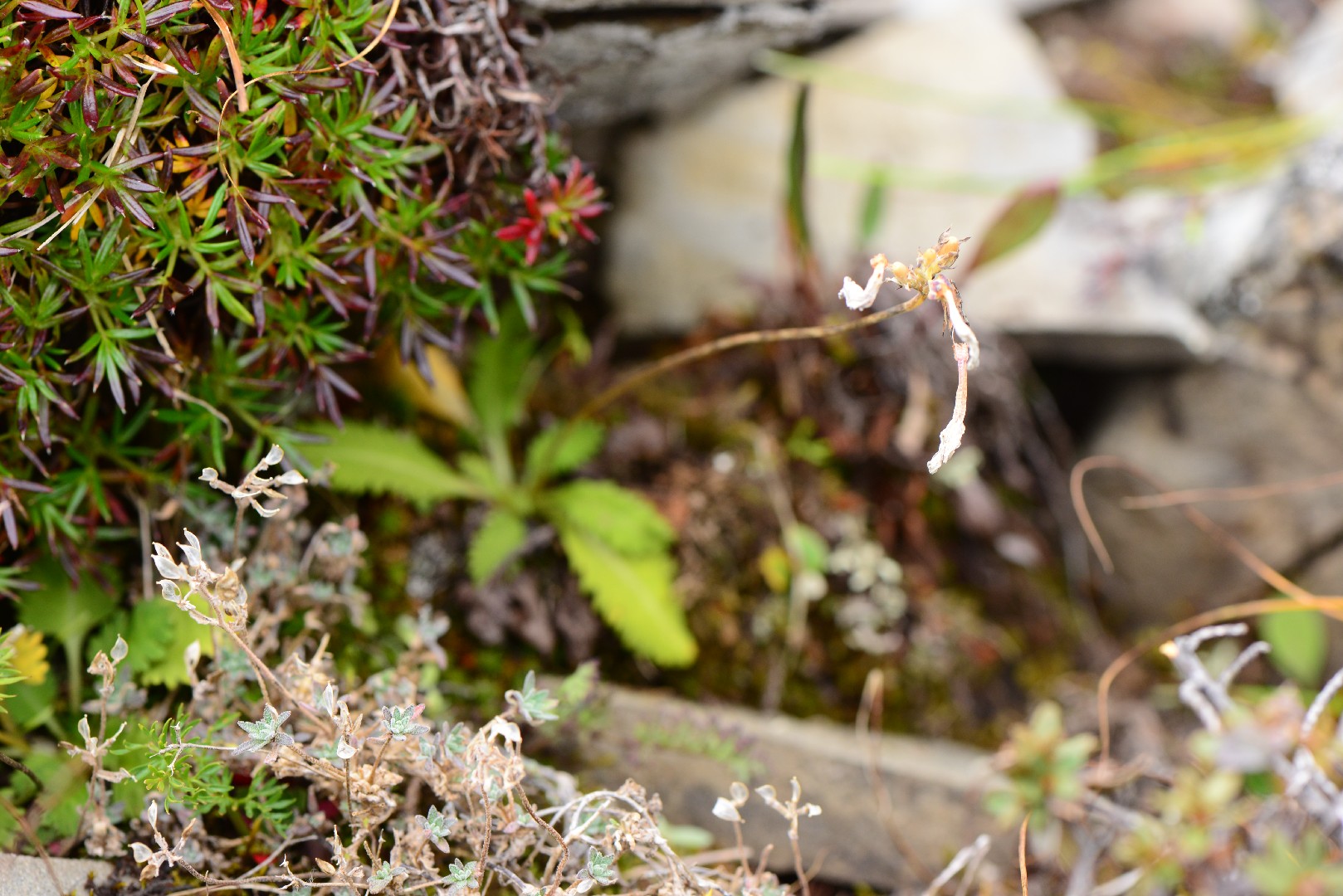 Primula blinii - PictureThis