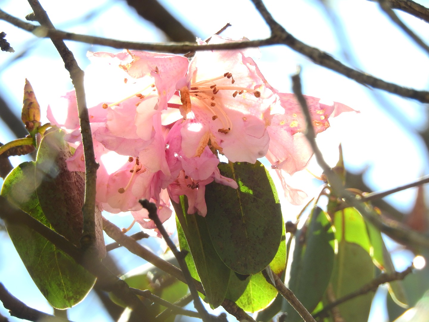 Rhododendron oreodoxa var. fargesii - PictureThis