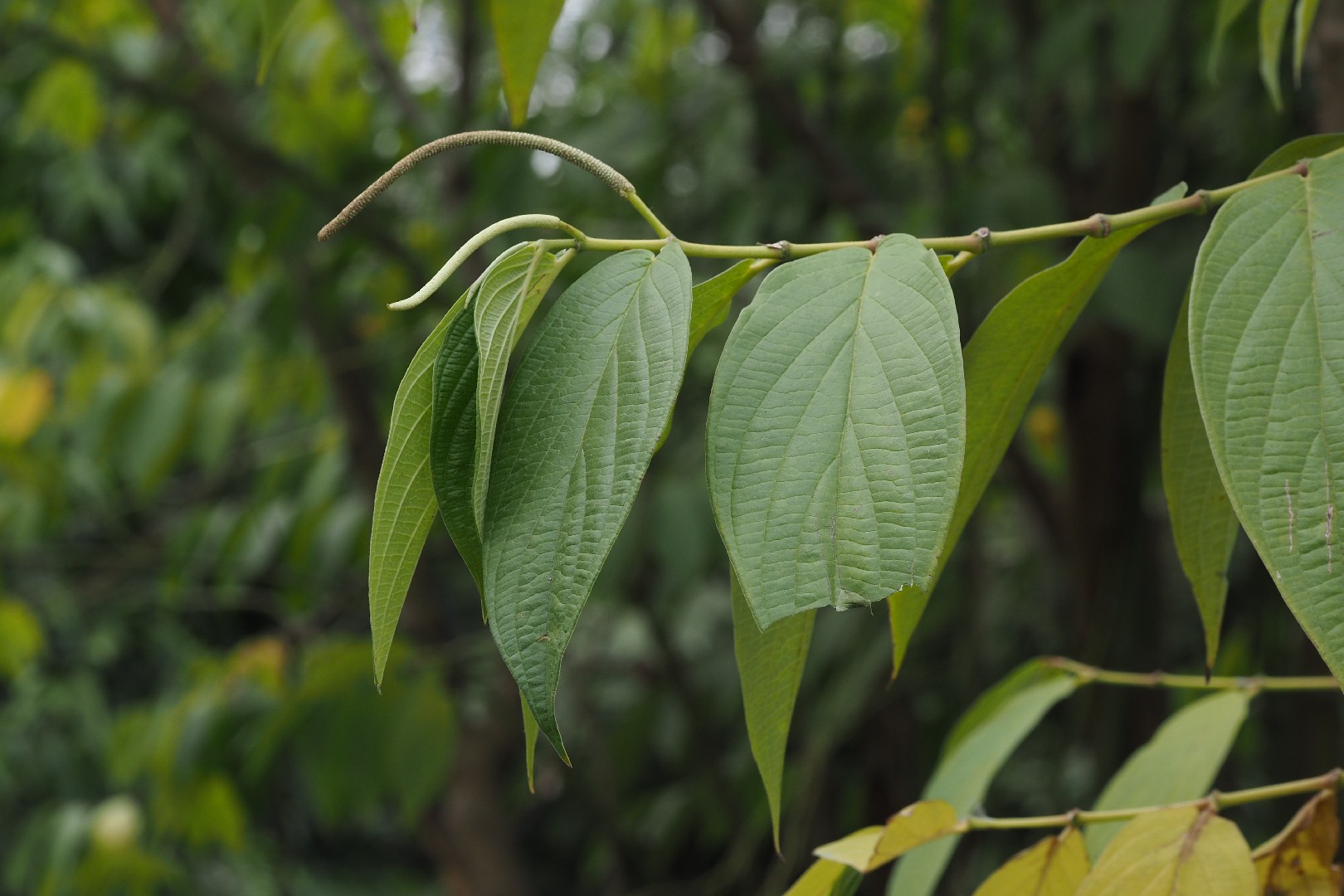 Piper hispidum - PictureThis