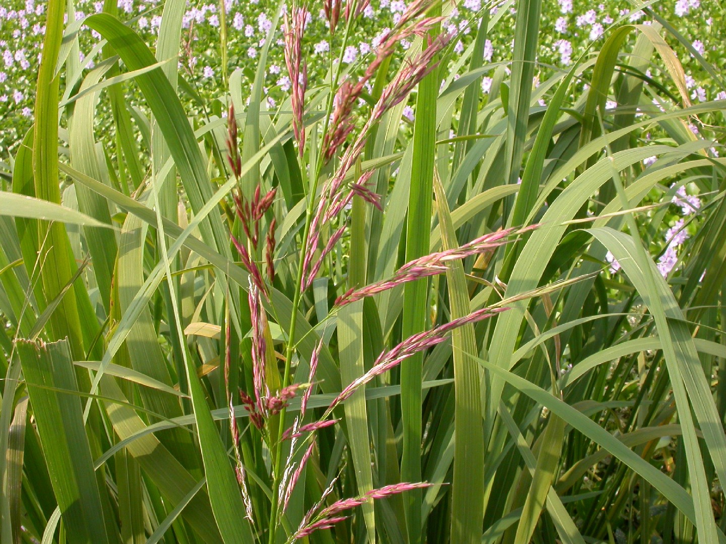 Riz sauvage de mandchourie (Zizania latifolia) - PictureThis