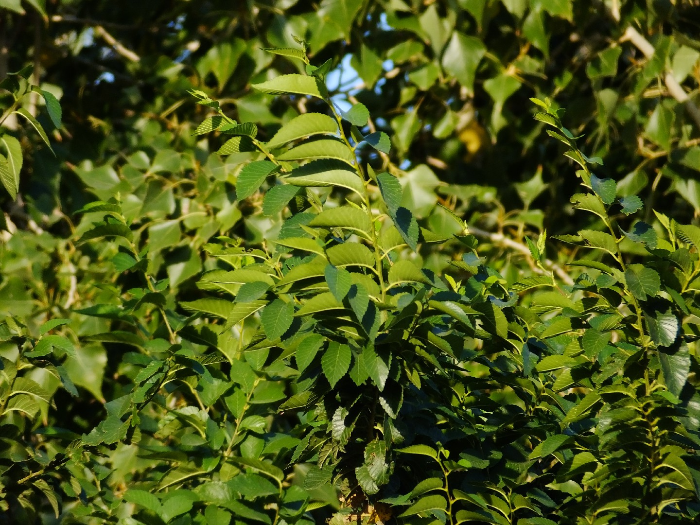 Small-leaved elm (Ulmus minor subsp. minor) Flower, Leaf, Care, Uses ...