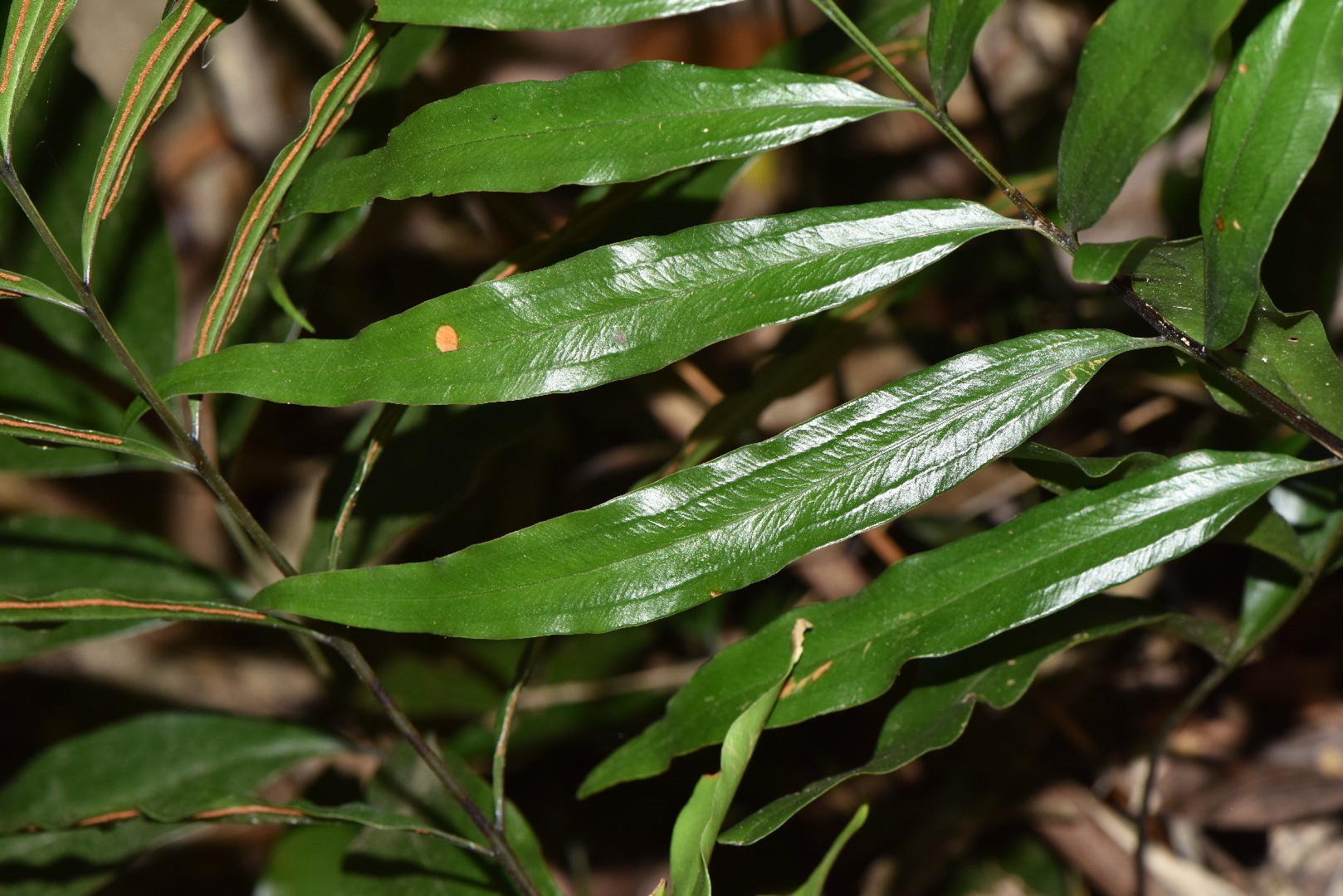 Ribbon fern (Taenitis blechnoides) Flower, Leaf, Care, Uses - PictureThis