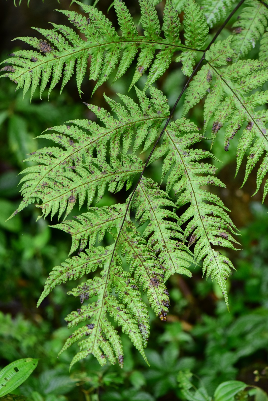 Mother ferns and dotted ferns (Tectariaceae) Flower, Leaf, Care, Uses ...